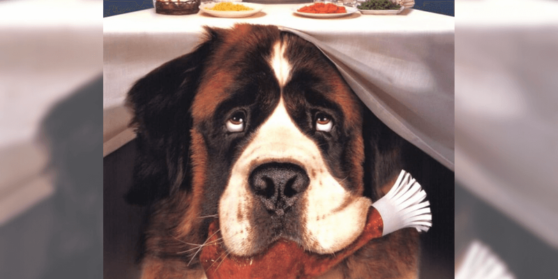 Our Favorite Furry Friends from TV and Film - CherryPicks